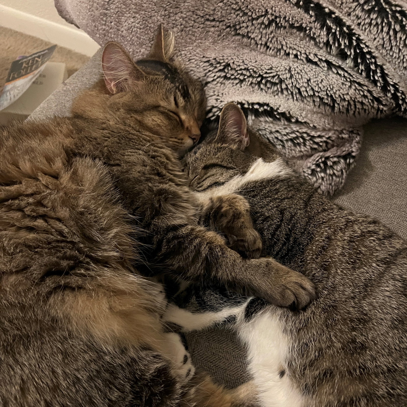 Cats for Adoption in Taos, New Mexico | Alpha Paw