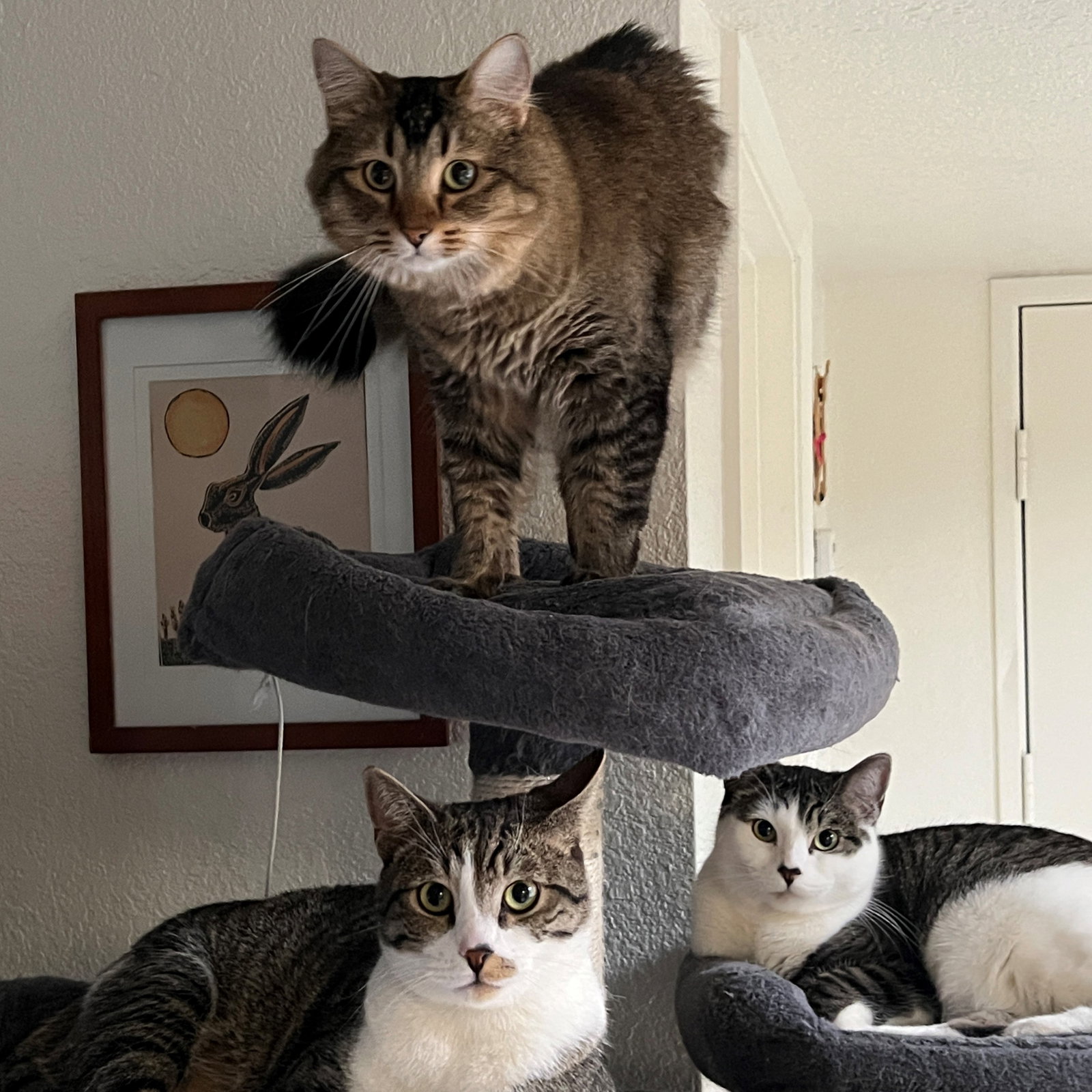 Cats for Adoption in Taos, New Mexico | Alpha Paw