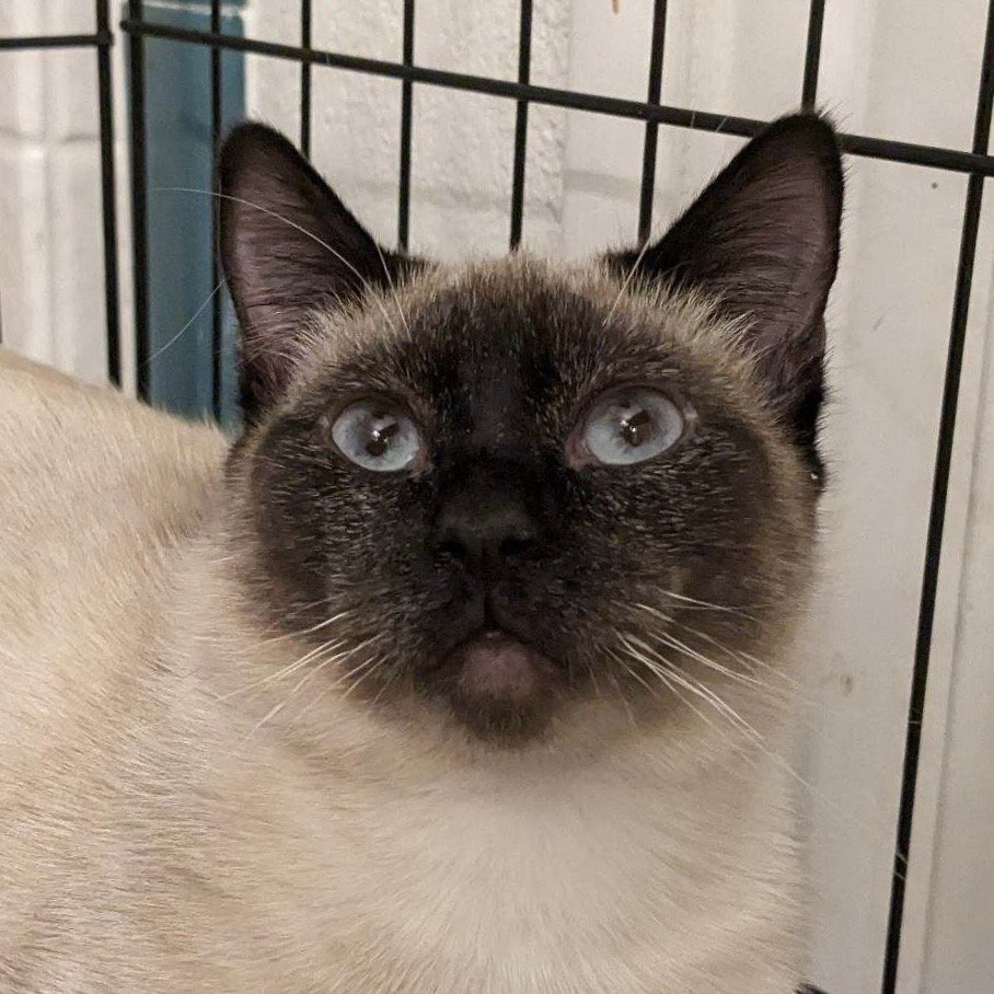 Cats for Adoption in Las Vegas, New Mexico | Alpha Paw
