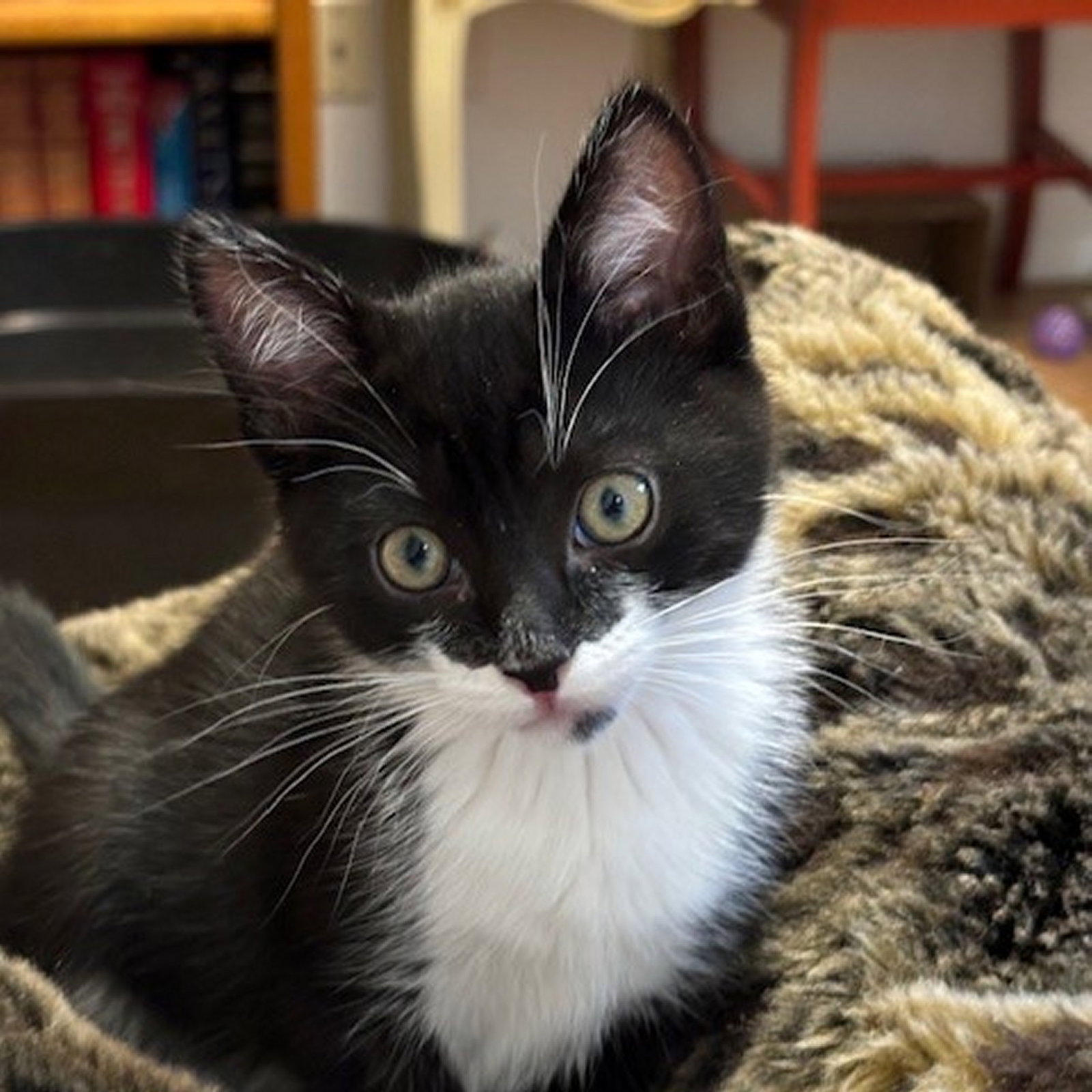 Cats for Adoption in Santa Fe, New Mexico | Alpha Paw