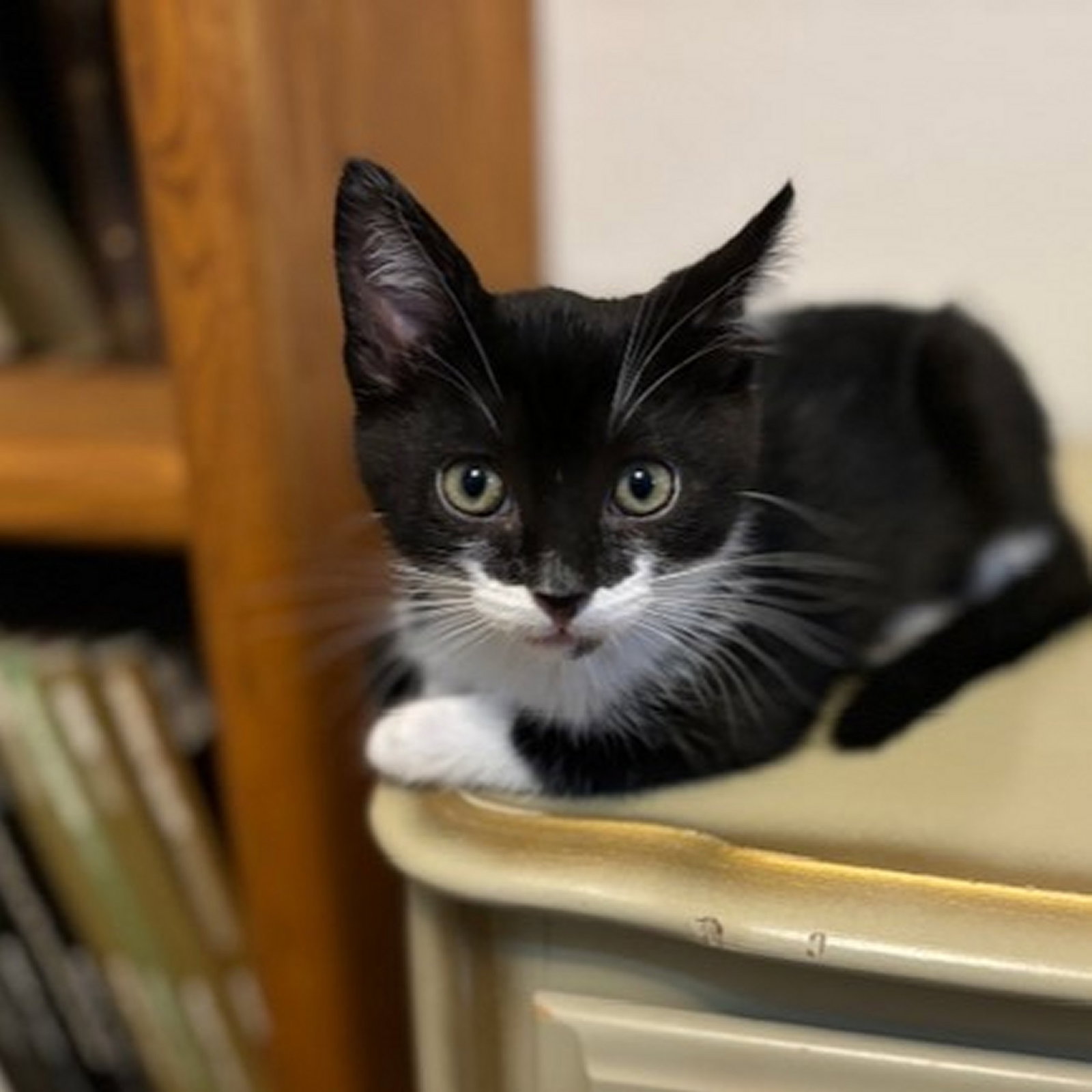 Cats for Adoption in Santa Fe, New Mexico | Alpha Paw