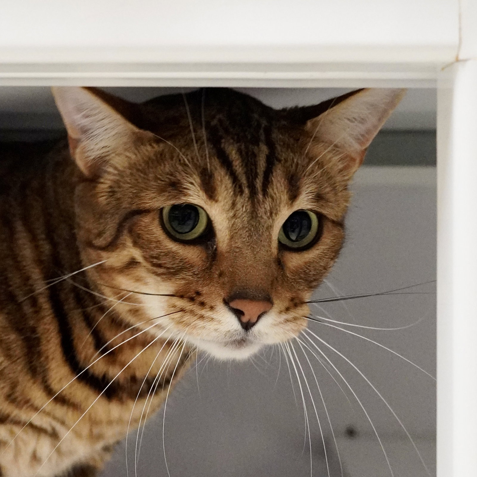 Cats for Adoption in Santa Fe, New Mexico | Alpha Paw