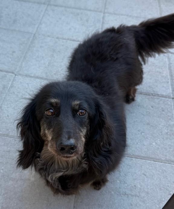 Dog for Adoption - Cali - Bonded With Cedar Wing - Las Vegas, a ...
