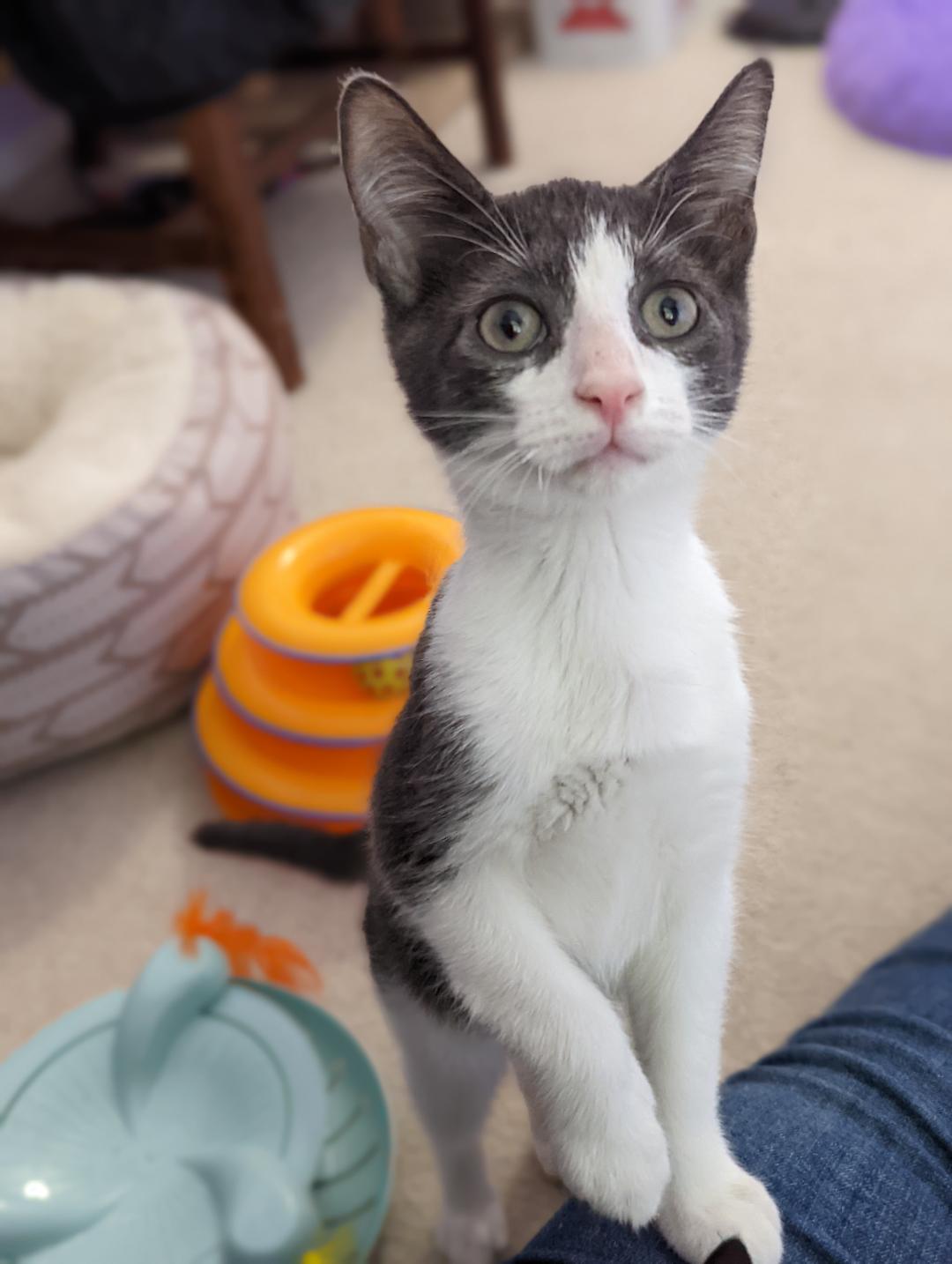 Cats for Adoption in Scottsville, New York | Alpha Paw