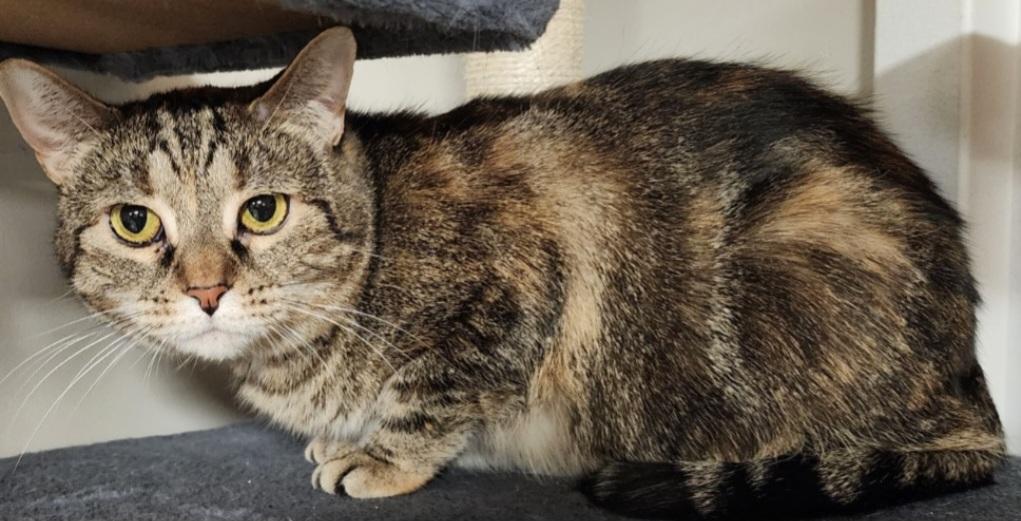 Cats for Adoption in Gates North Gates, New York | Alpha Paw