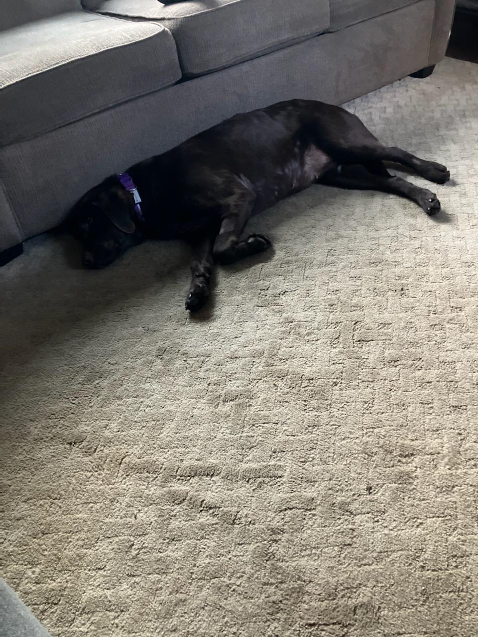 Dog for Adoption - Jada, a Labrador Retriever in Manchester, NY | Alpha Paw