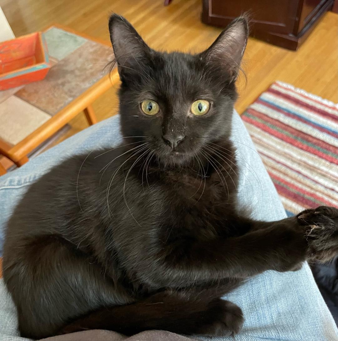 Cat adoption in Rochester, NY 14626: Domestic Short Hair Cat "Wicca"