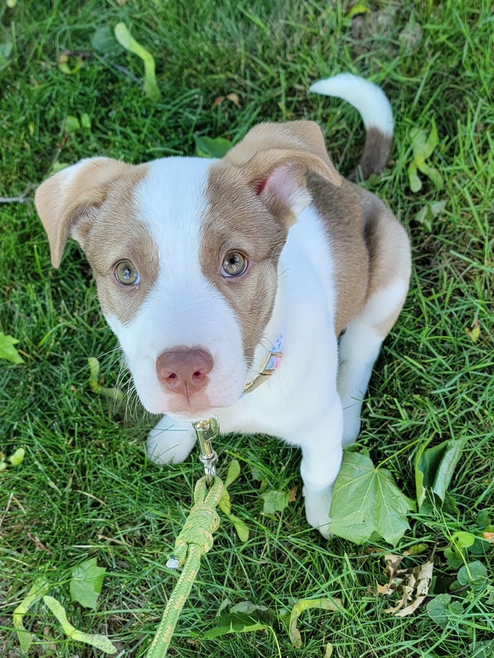 Dog for Adoption - Everest, a in Rochester, NY | Alpha Paw