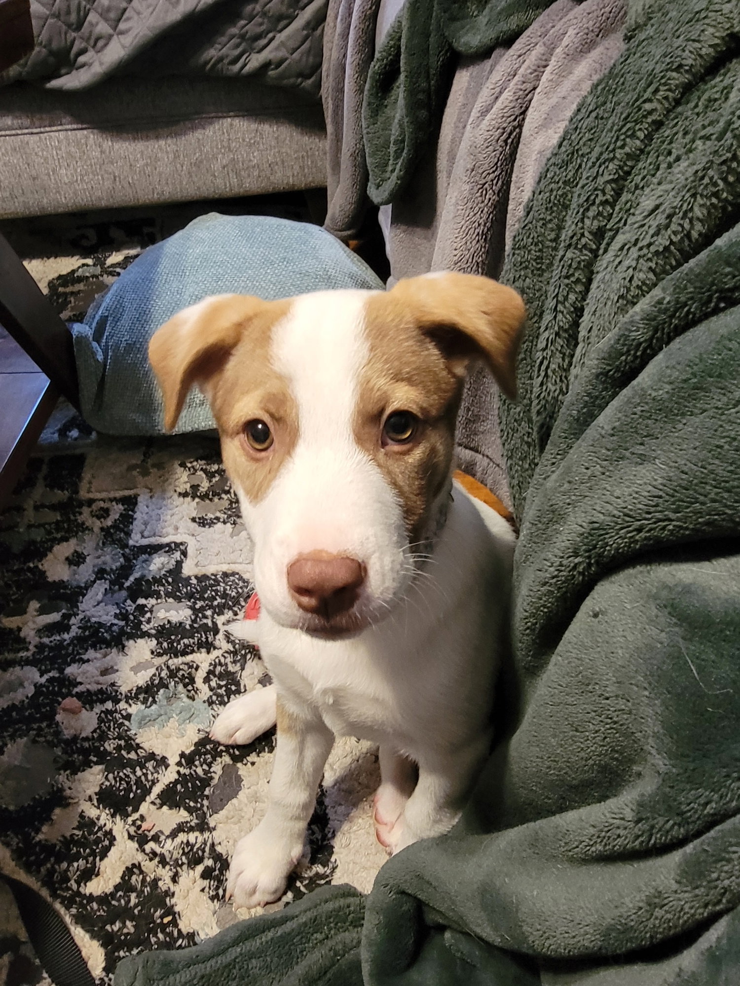 Dog for Adoption - Everest, a in Rochester, NY | Alpha Paw