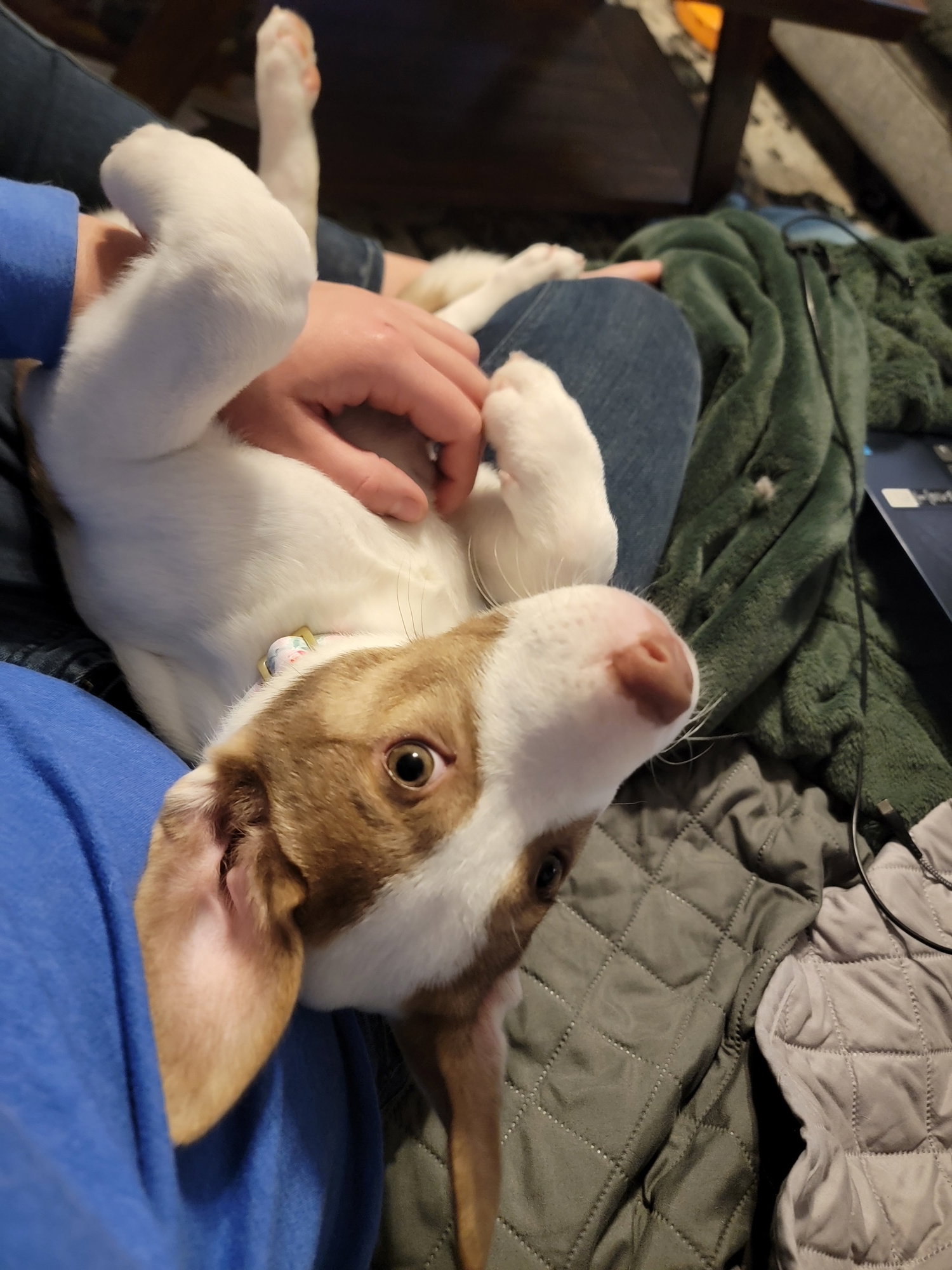 Dog for Adoption - Everest, a in Rochester, NY | Alpha Paw