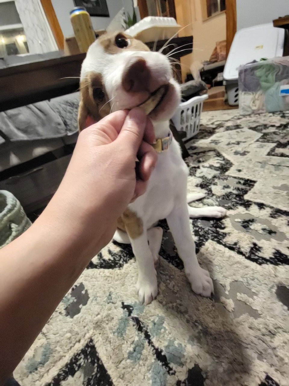 Dog for Adoption - Everest, a in Rochester, NY | Alpha Paw