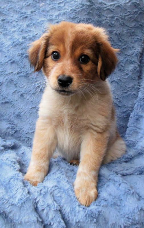 Dog for Adoption - Shyloh- Mocha, a Border Collie in Atlanta, GA ...