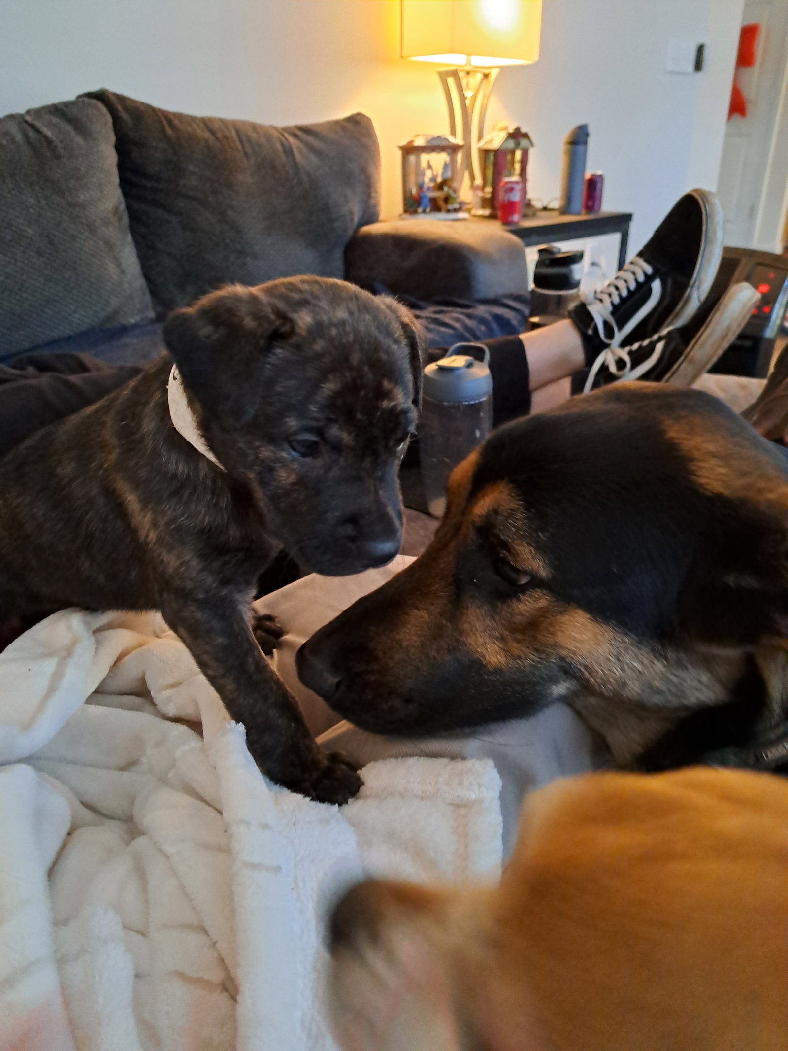 Dog for Adoption - Molly, a German Shepherd Dog in Cumming, GA | Alpha Paw