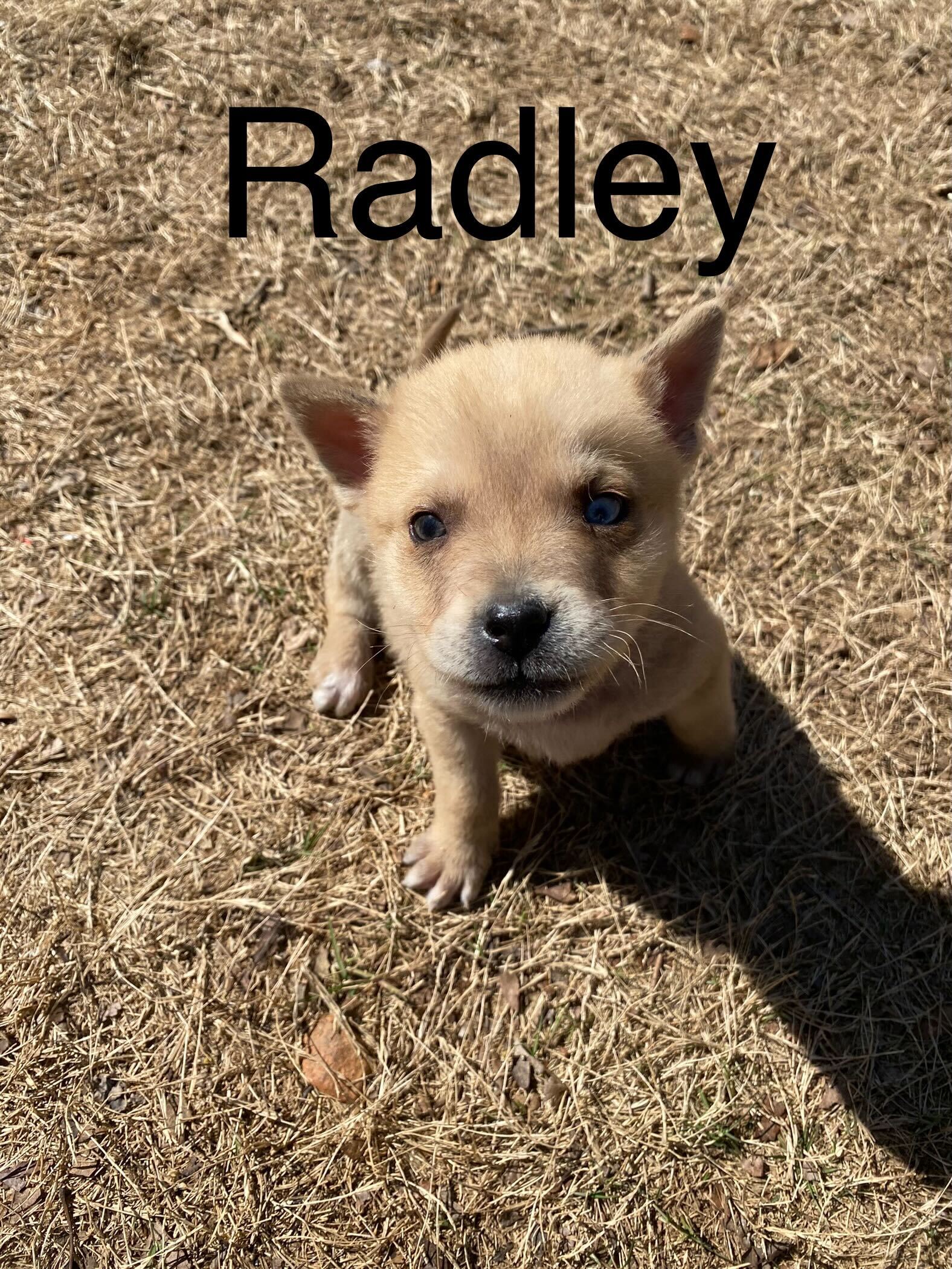 Dog for Adoption - Radley, a Red Heeler in Stone Mountain, GA | Alpha Paw