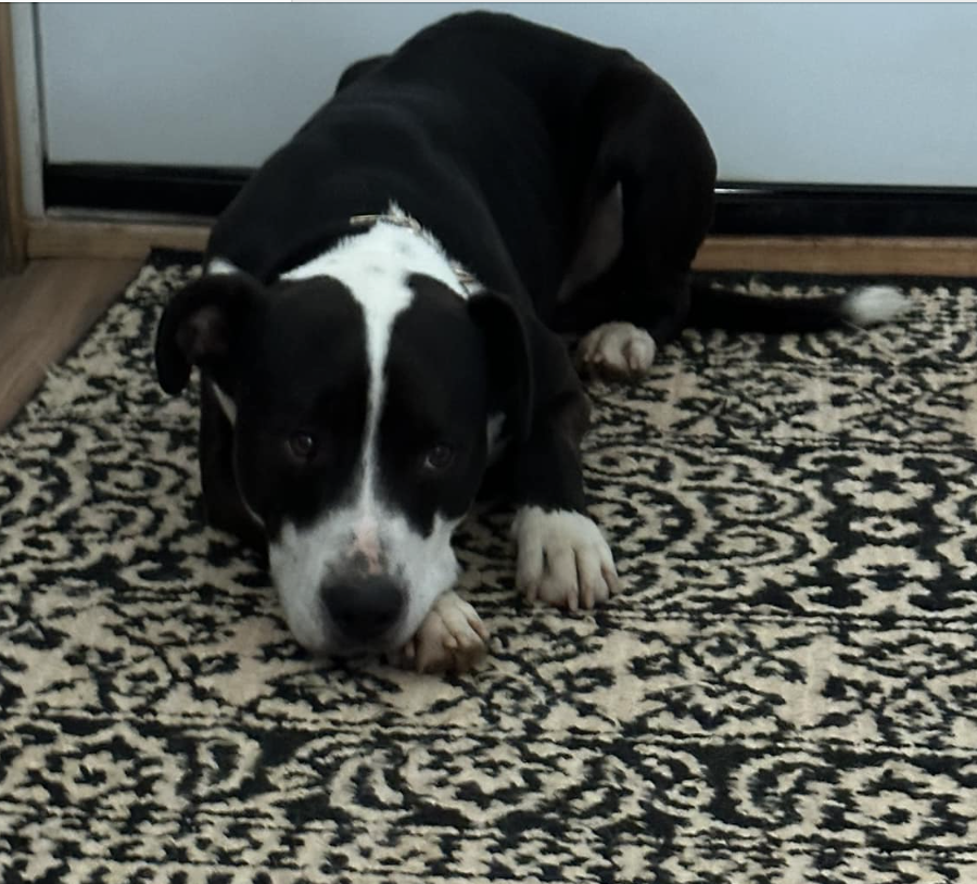 Dog adoption in Winder, GA 30680: Labrador Retriever / American Bulldog ...
