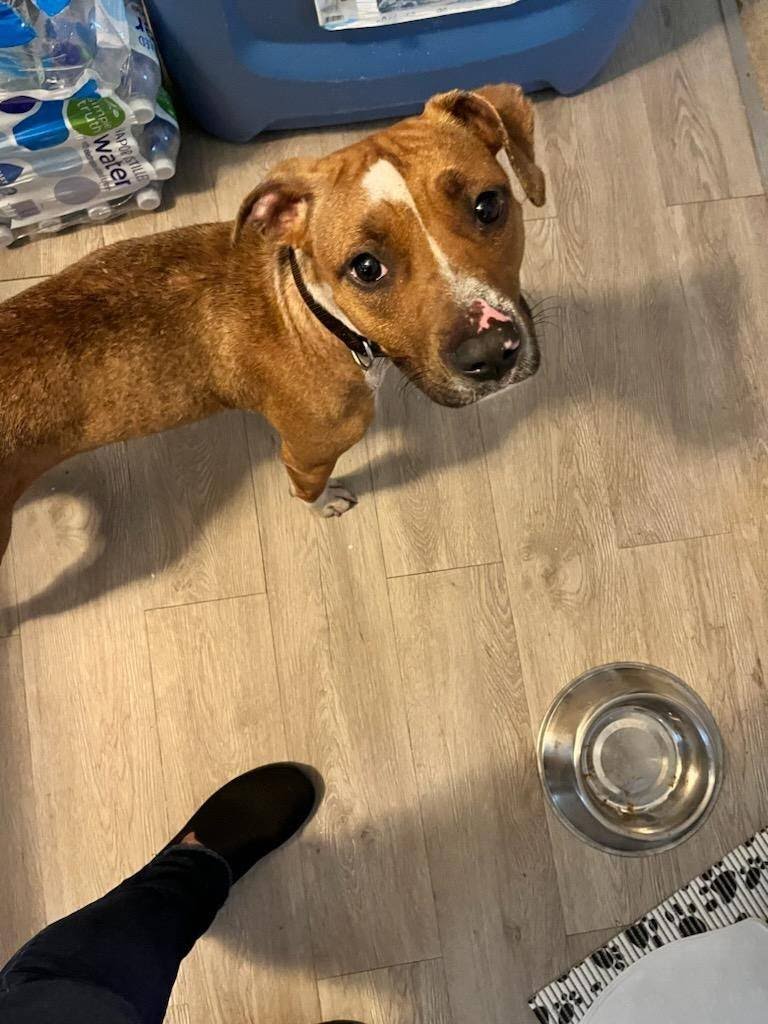 Dog for Adoption - Chico, a Boxer in Cumming, GA | Alpha Paw