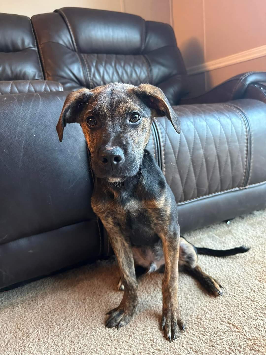 Dog adoption in Winder, GA 30680: American Pit Bull Terrier / Mixed ...
