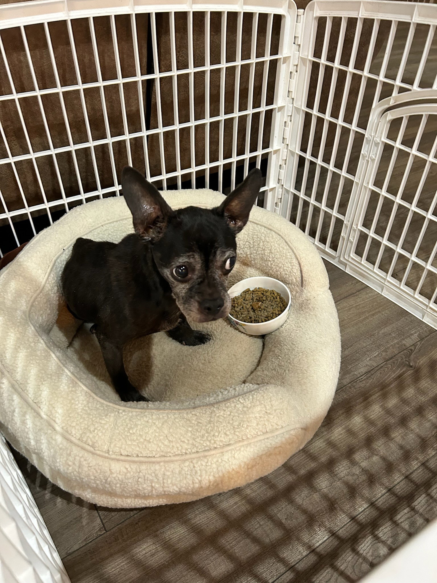 Dog adoption in Winder, GA 30680: French Bulldog / Boston Terrier ...
