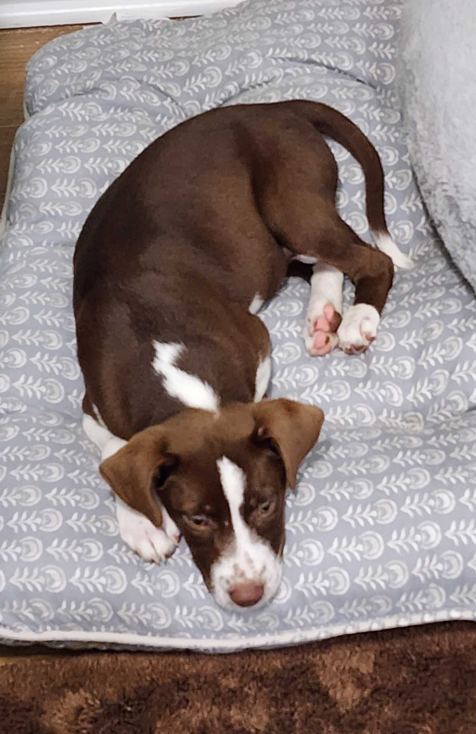 Dog for Adoption - Cinnamon, a German Shorthaired Pointer in Stone ...