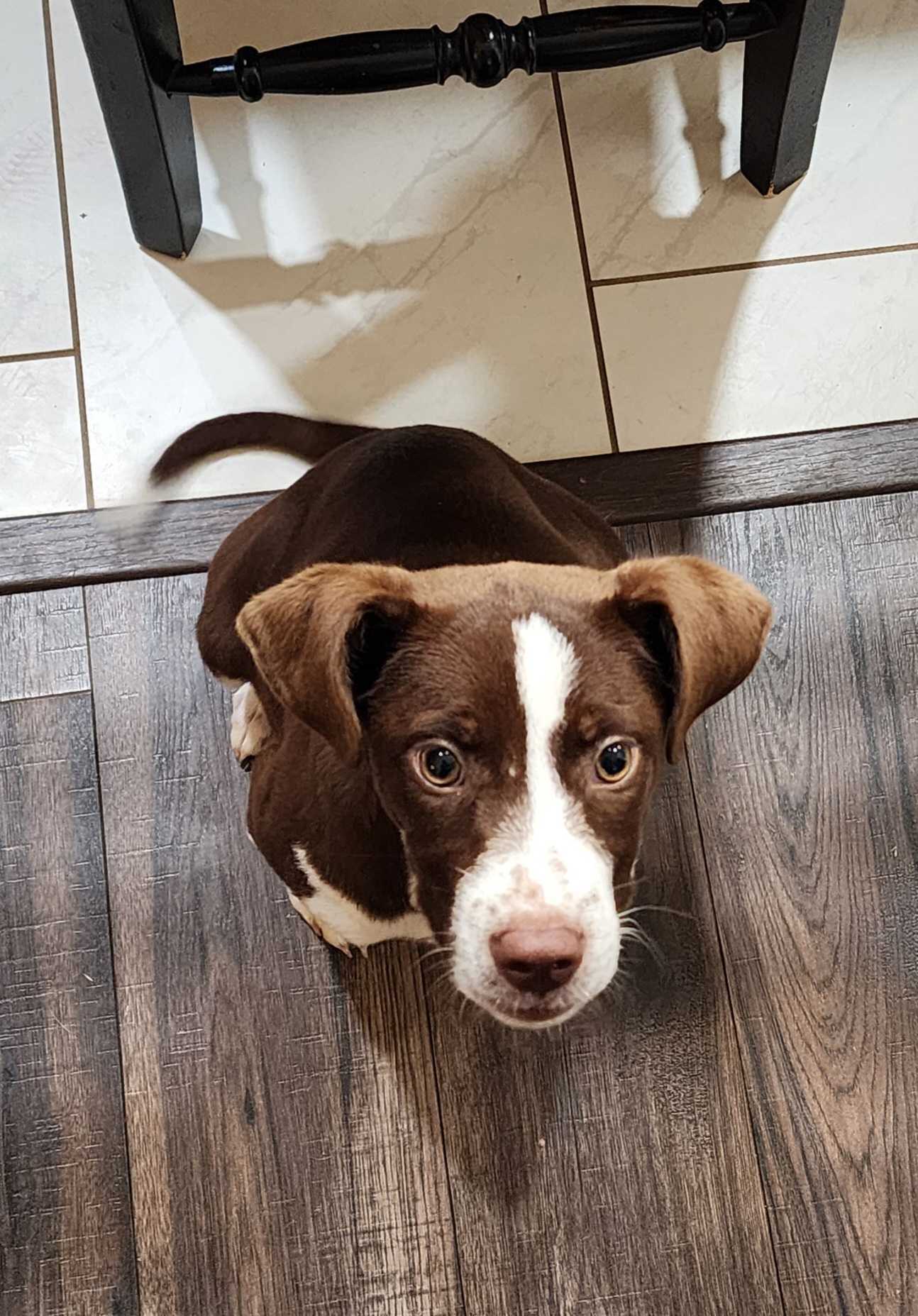 Dog for Adoption - Cinnamon, a German Shorthaired Pointer in Stone ...