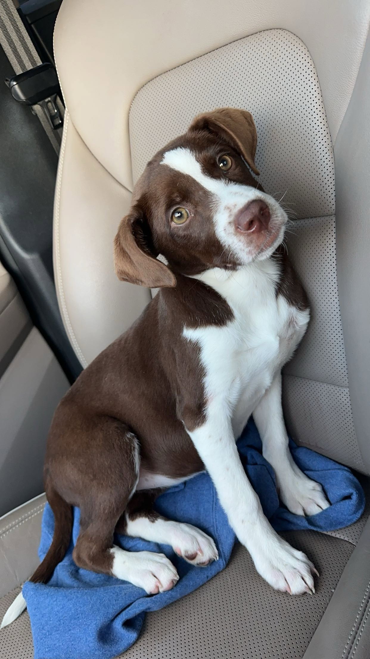 Dog for Adoption - Cinnamon, a German Shorthaired Pointer in Stone ...