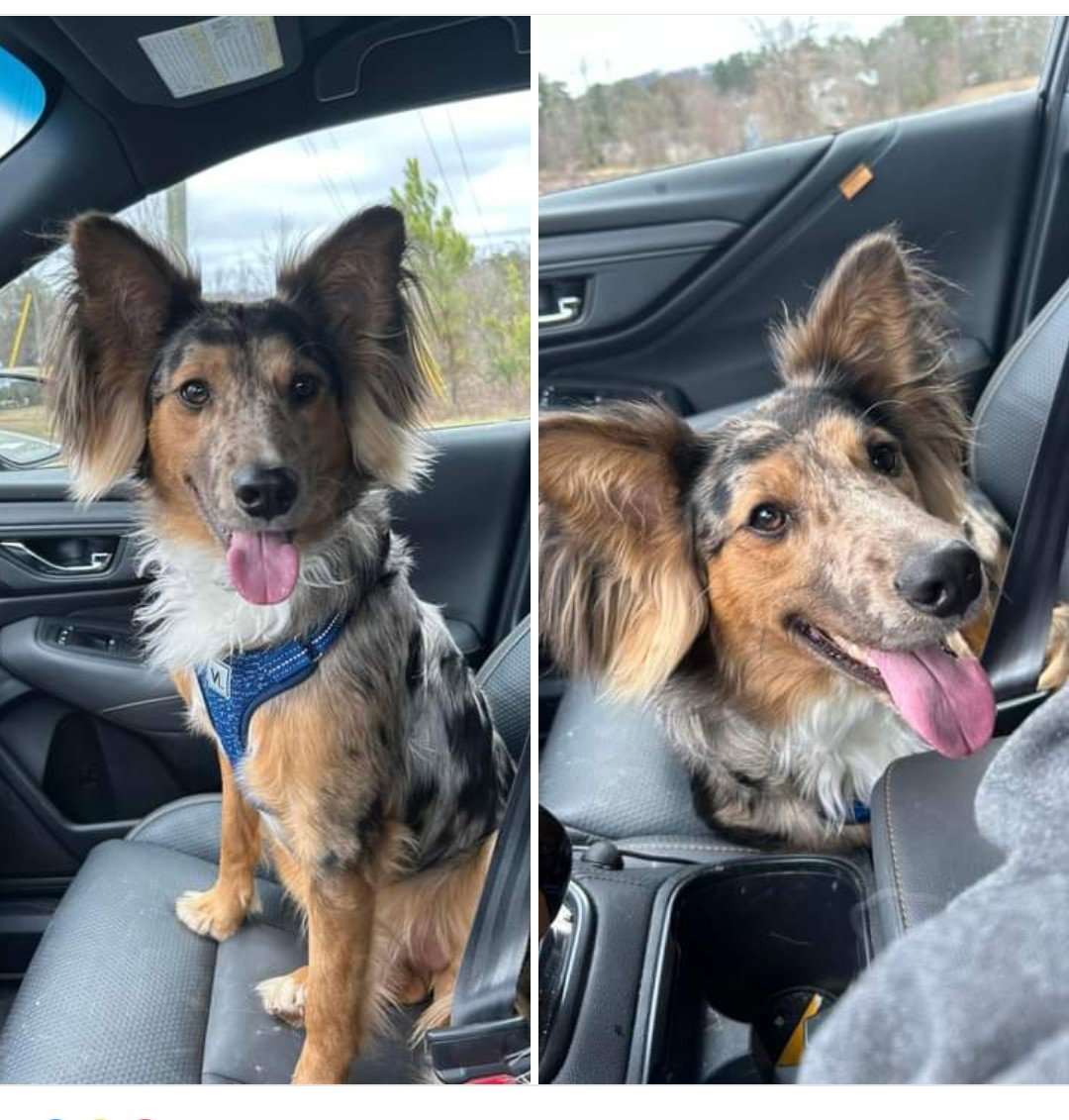 Dog for Adoption - Dino, a Australian Shepherd in Lexington, GA | Alpha Paw
