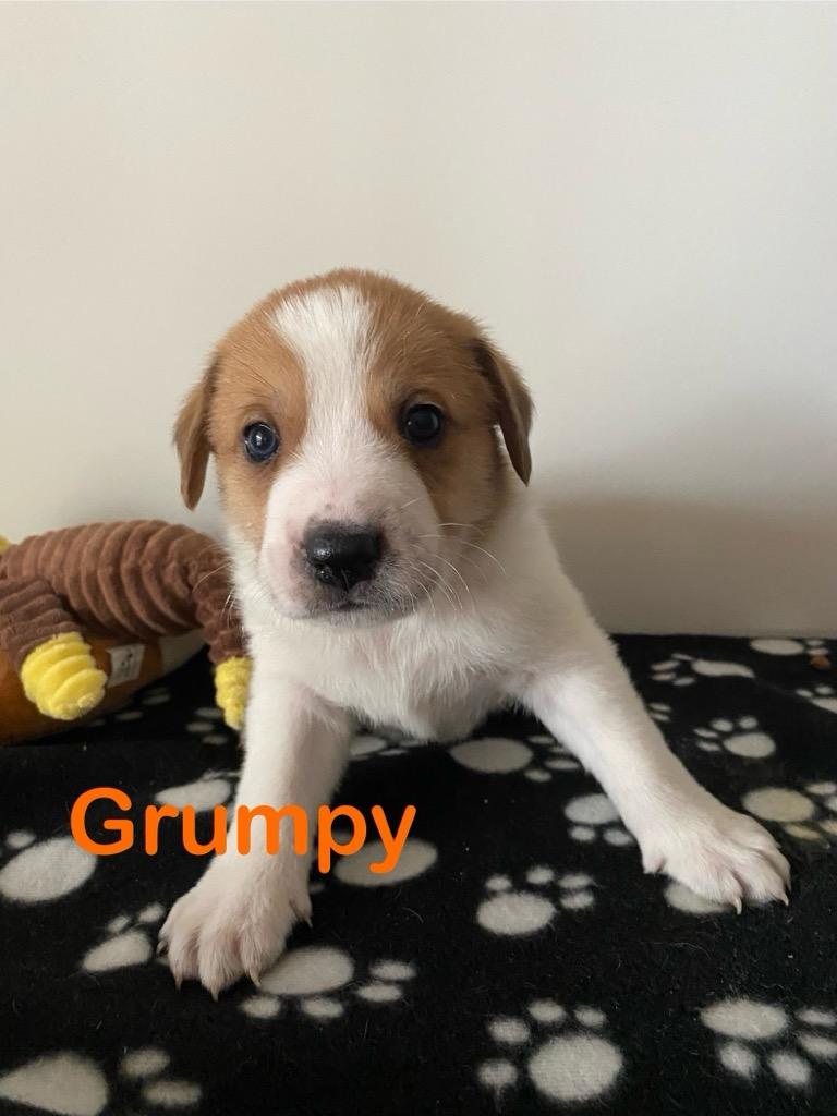 Dog for Adoption - Grumpy, a Labrador Retriever in Banks County, GA ...