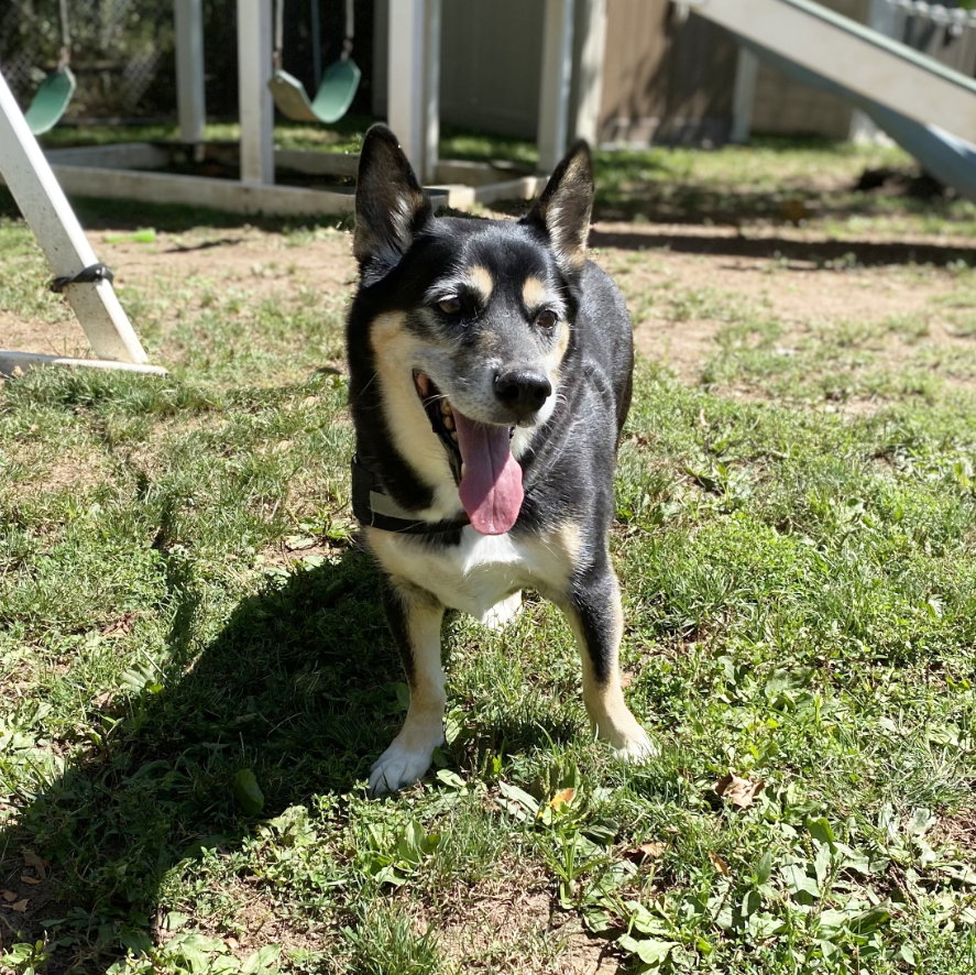 Dog for Adoption - Charlie, a German Shepherd Dog in New York City, NY ...