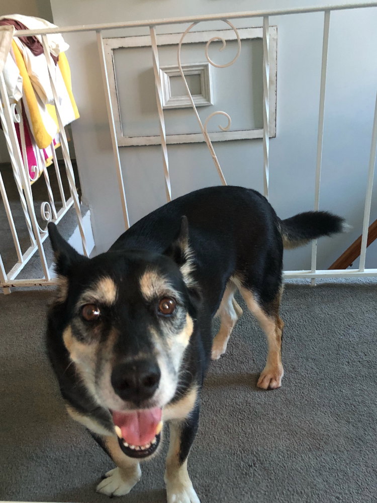 Dog for Adoption - Charlie, a German Shepherd Dog in New York City, NY ...