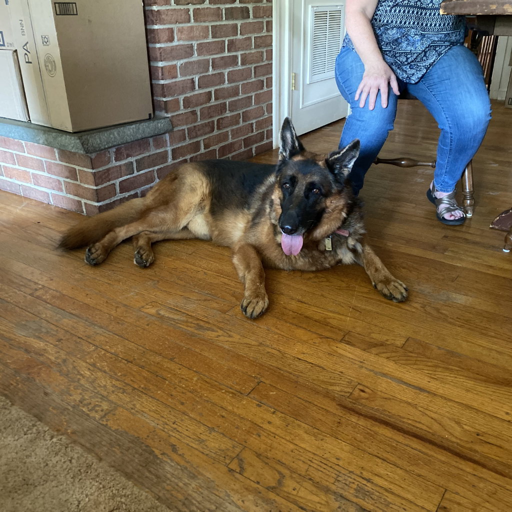 Dog for Adoption - Wesley, a German Shepherd Dog in Garwood, NJ | Alpha Paw