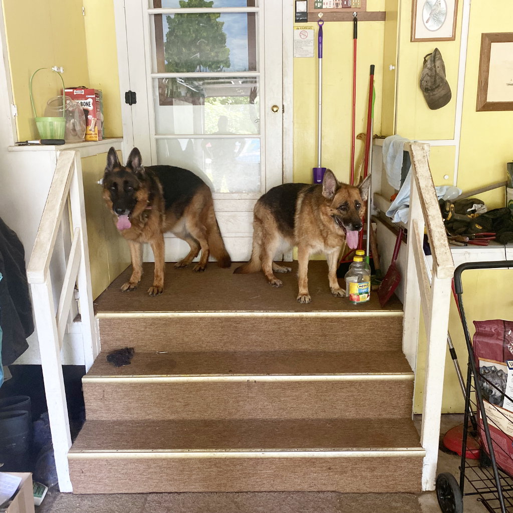 Dog for Adoption - Wesley, a German Shepherd Dog in Garwood, NJ | Alpha Paw