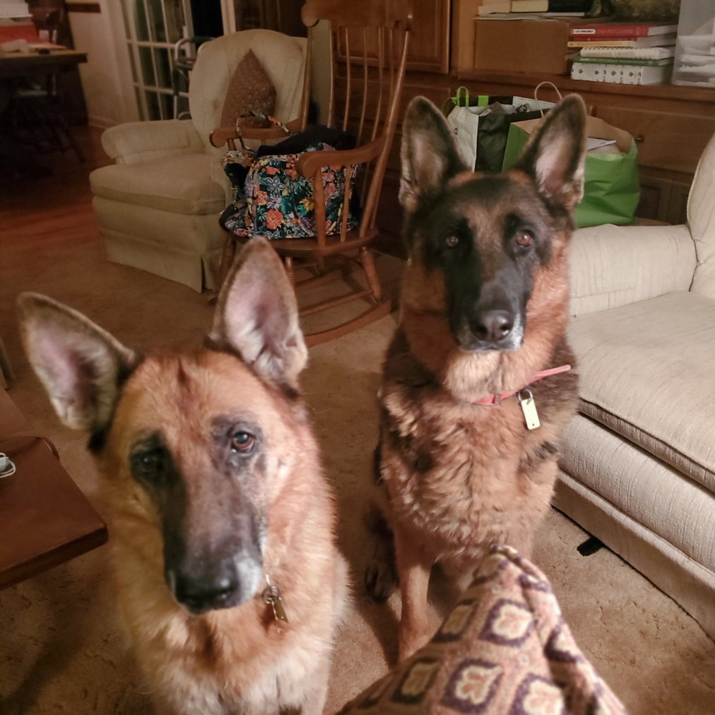 Dog for Adoption - Wesley, a German Shepherd Dog in Garwood, NJ | Alpha Paw