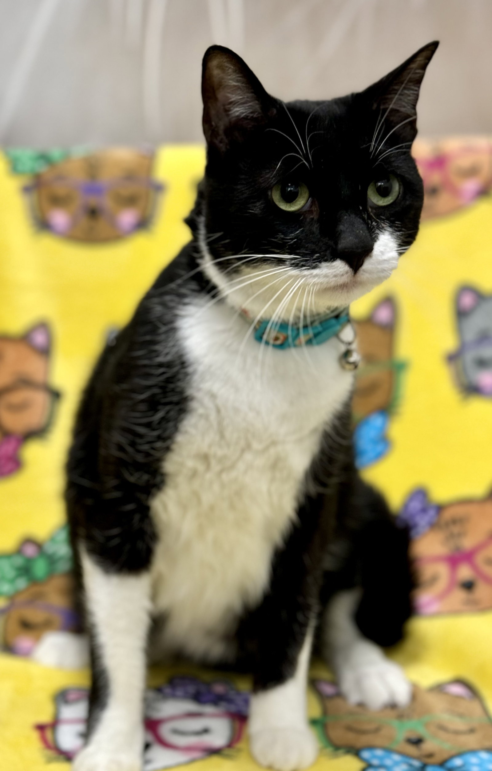 Cat adoption in Prosper, TX 75078: Domestic Short Hair Cat "Snickers"