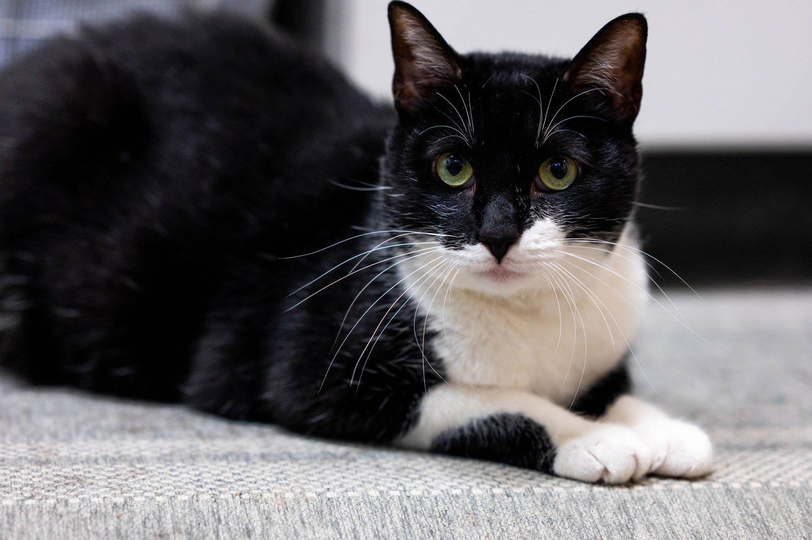 Cat adoption in Dallas, TX 75252: Domestic Short Hair Cat "Snickers"