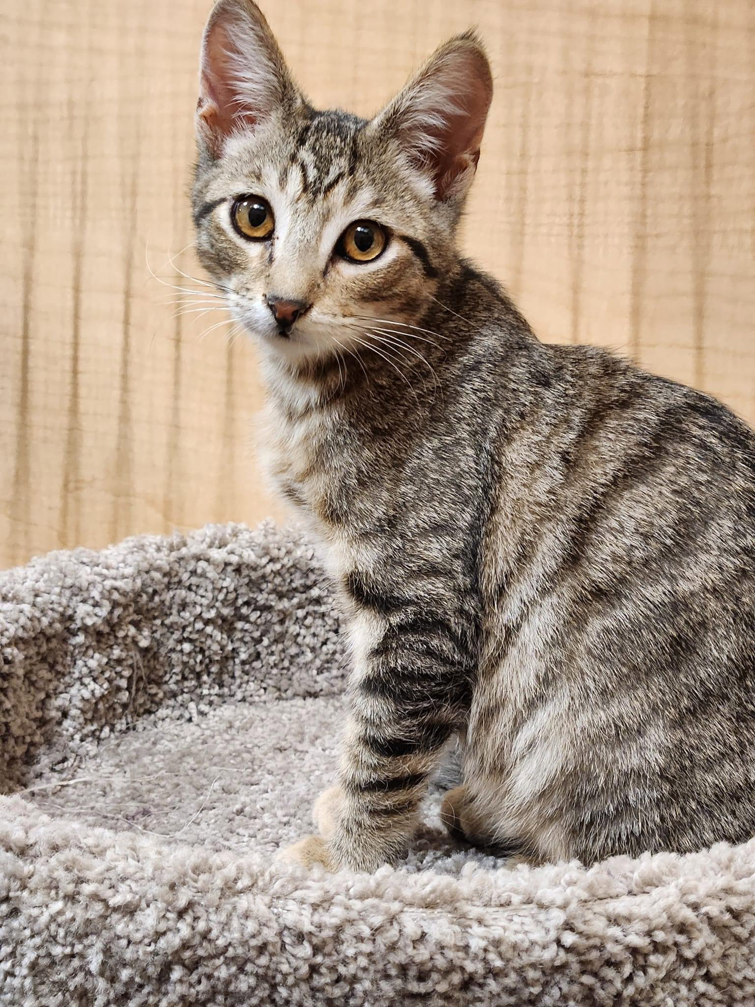 Cats for Adoption in Superior, Arizona | Alpha Paw