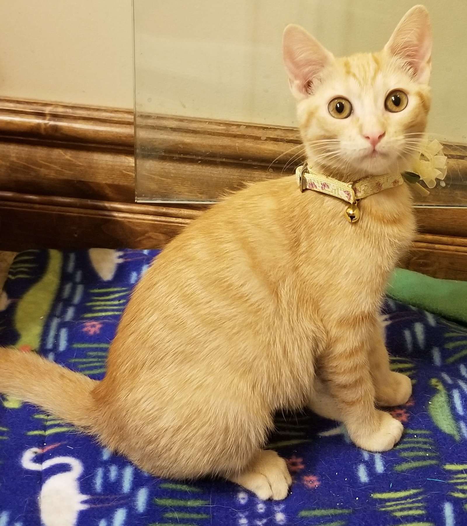 Cats for Adoption in Arizona City, Arizona | Alpha Paw