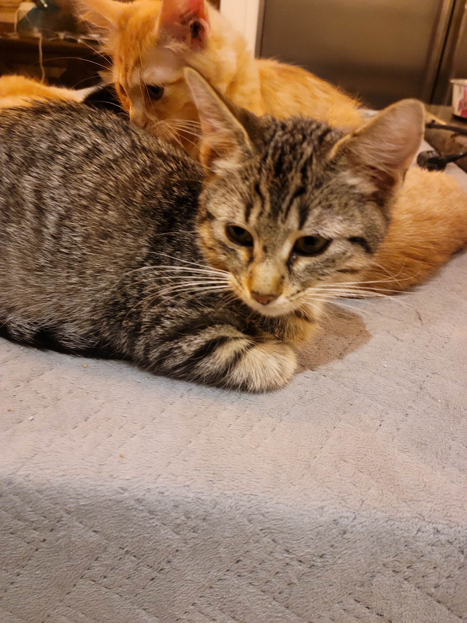 Cats for Adoption in Phoenix, Arizona | Alpha Paw