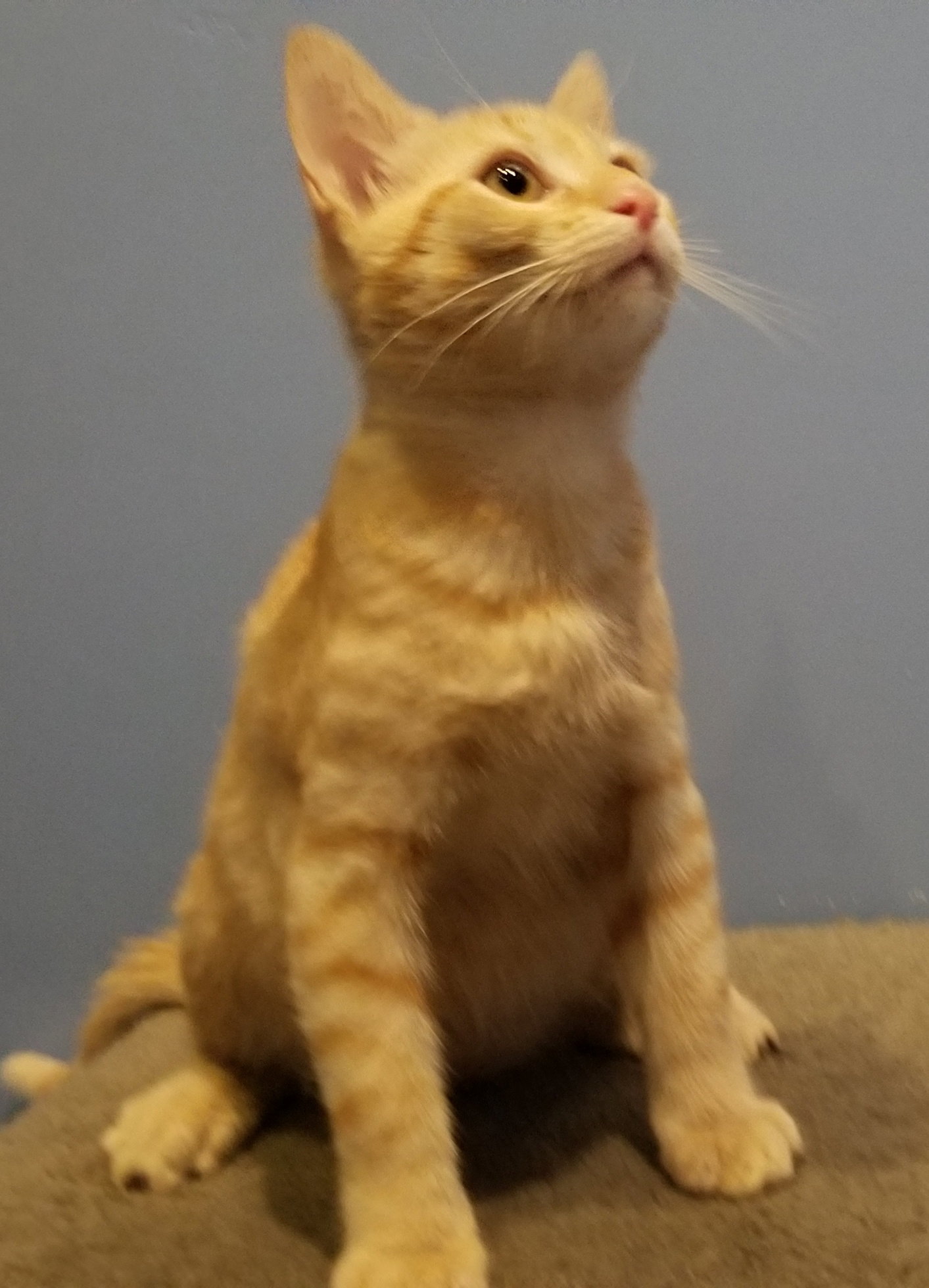 Cats for Adoption in Gilbert, Arizona | Alpha Paw