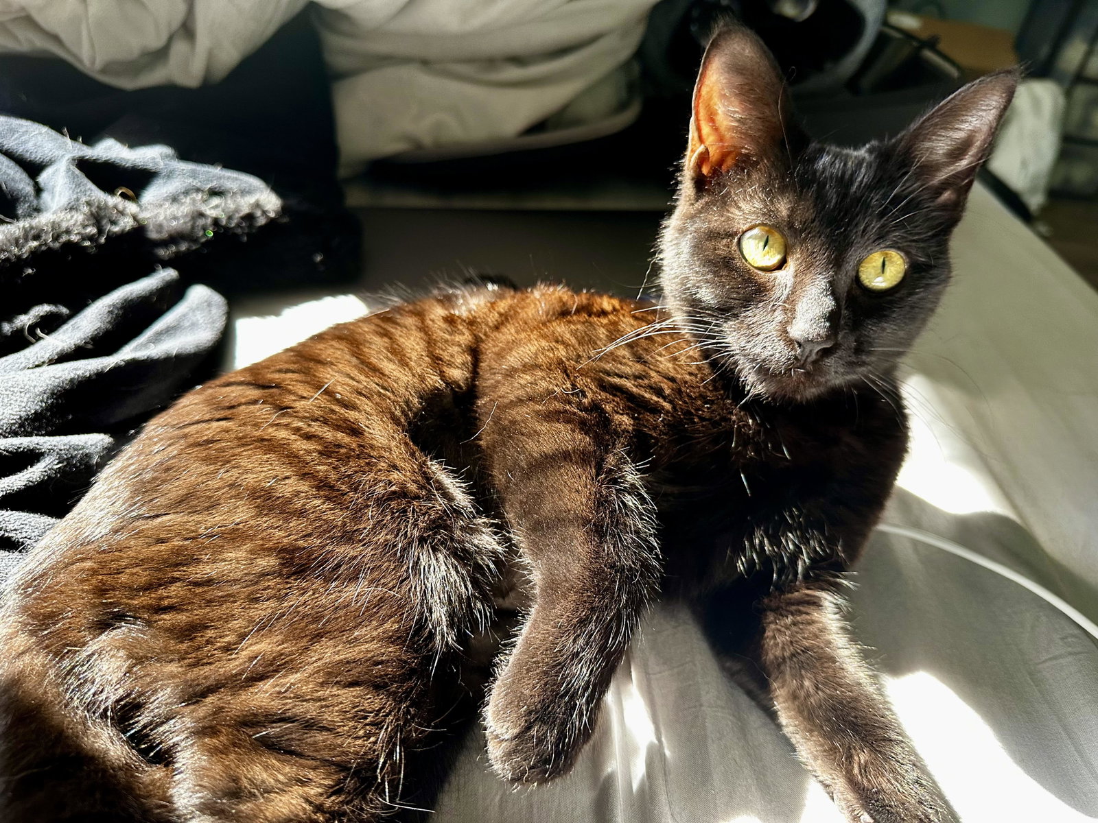 Cats for Adoption in Scottsdale, Arizona | Alpha Paw