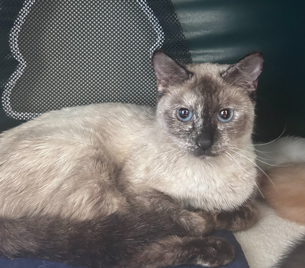 Cats for Adoption in Phoenix, Arizona | Alpha Paw