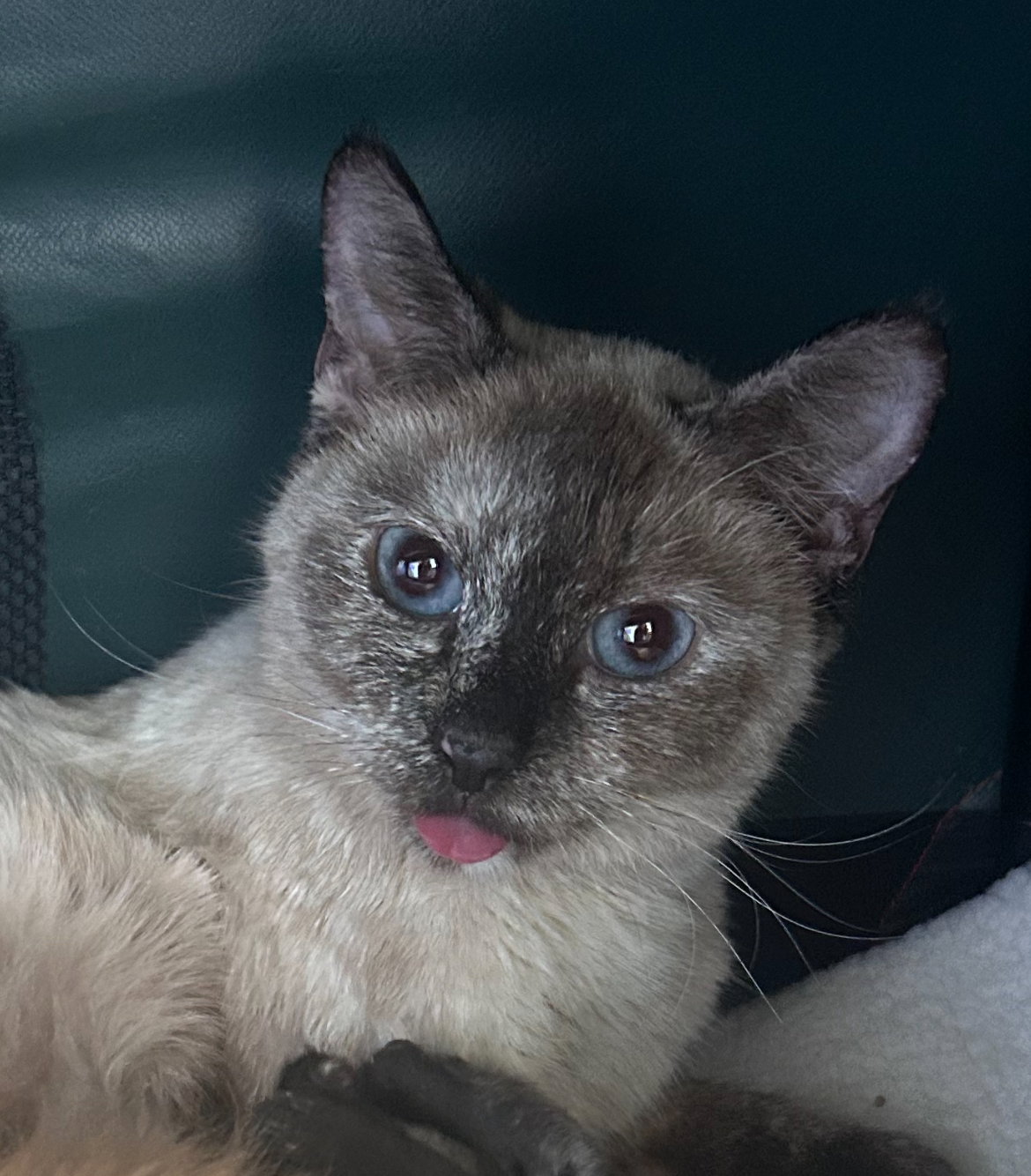 Cats for Adoption in Phoenix, Arizona | Alpha Paw