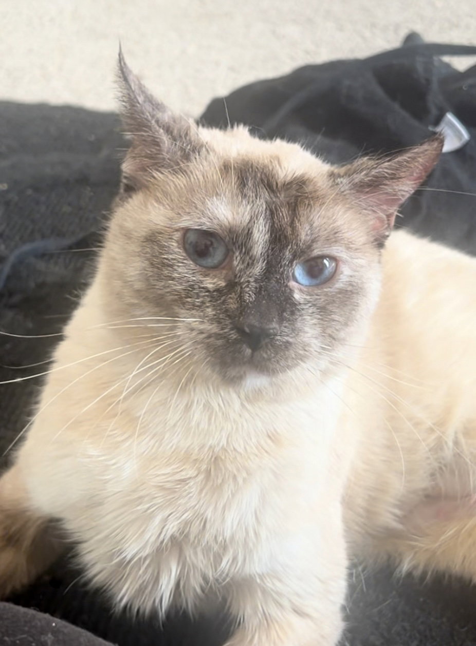 Cats for Adoption in Phoenix, Arizona | Alpha Paw