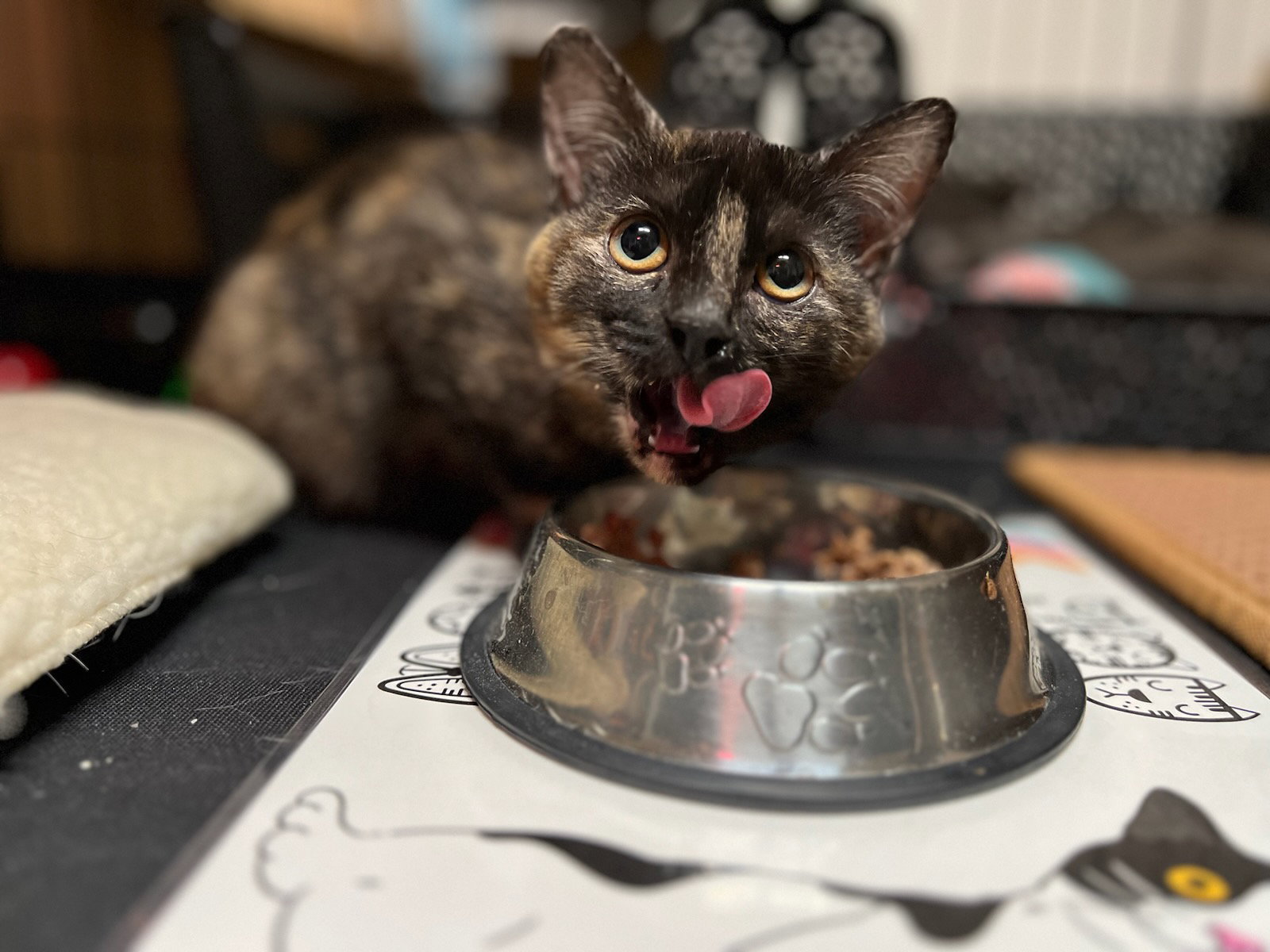 Cats for Adoption in Surprise, Arizona | Alpha Paw