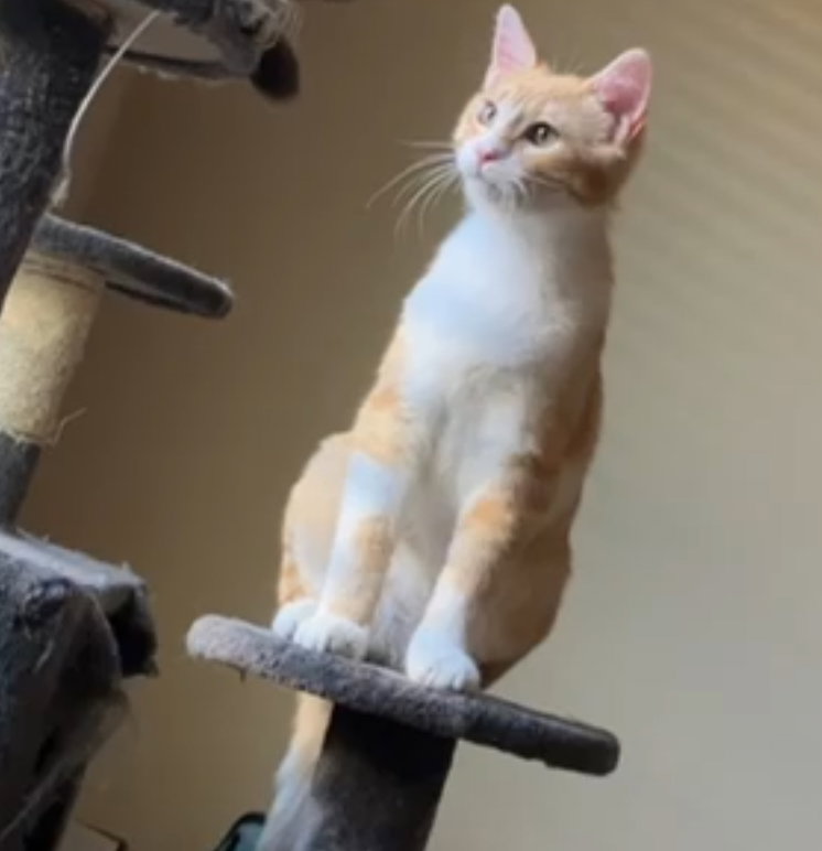 Cats for Adoption in Phoenix, Arizona | Alpha Paw