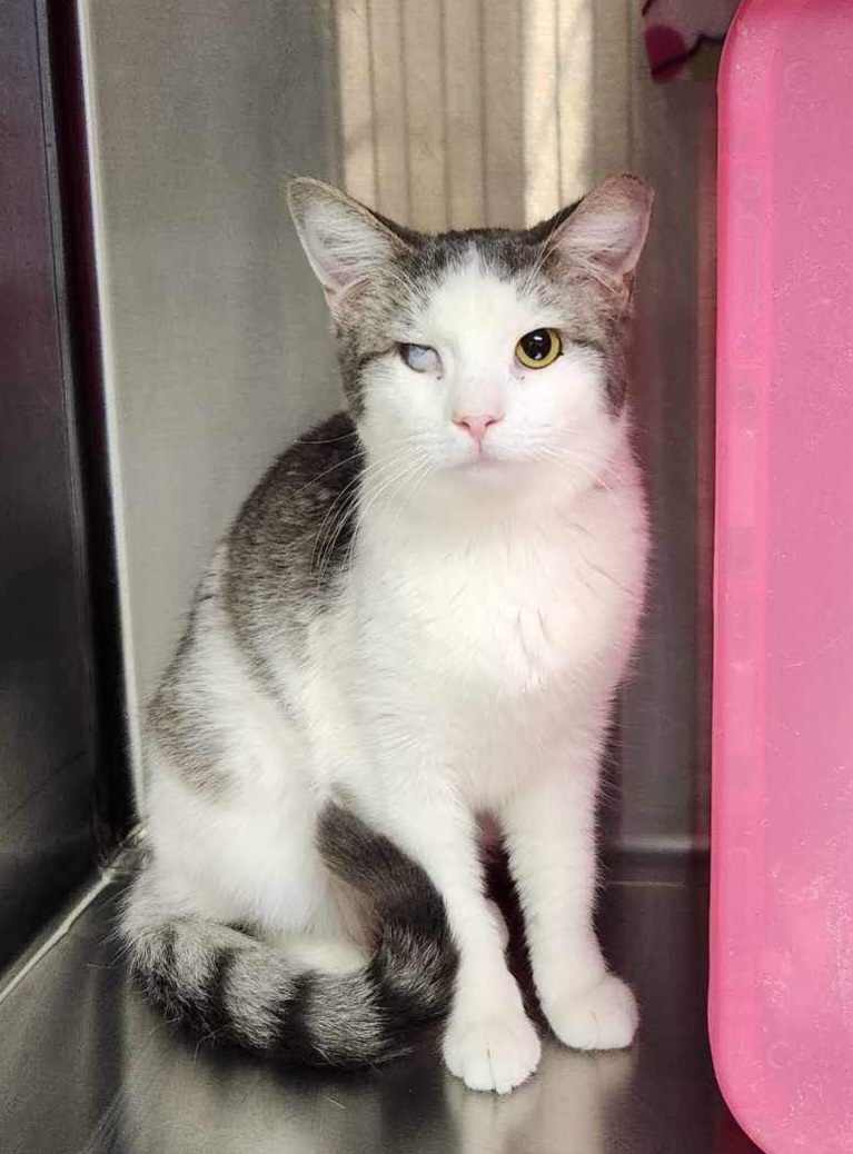 Cats for Adoption in Phoenix, Arizona | Alpha Paw