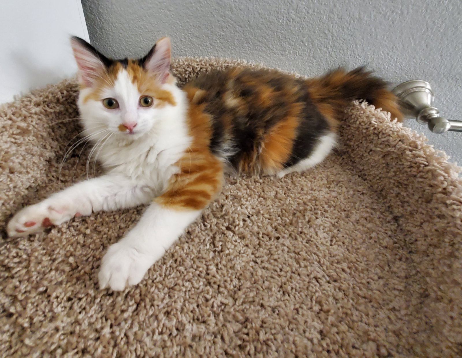 Cats for Adoption in Pinal County, Arizona | Alpha Paw