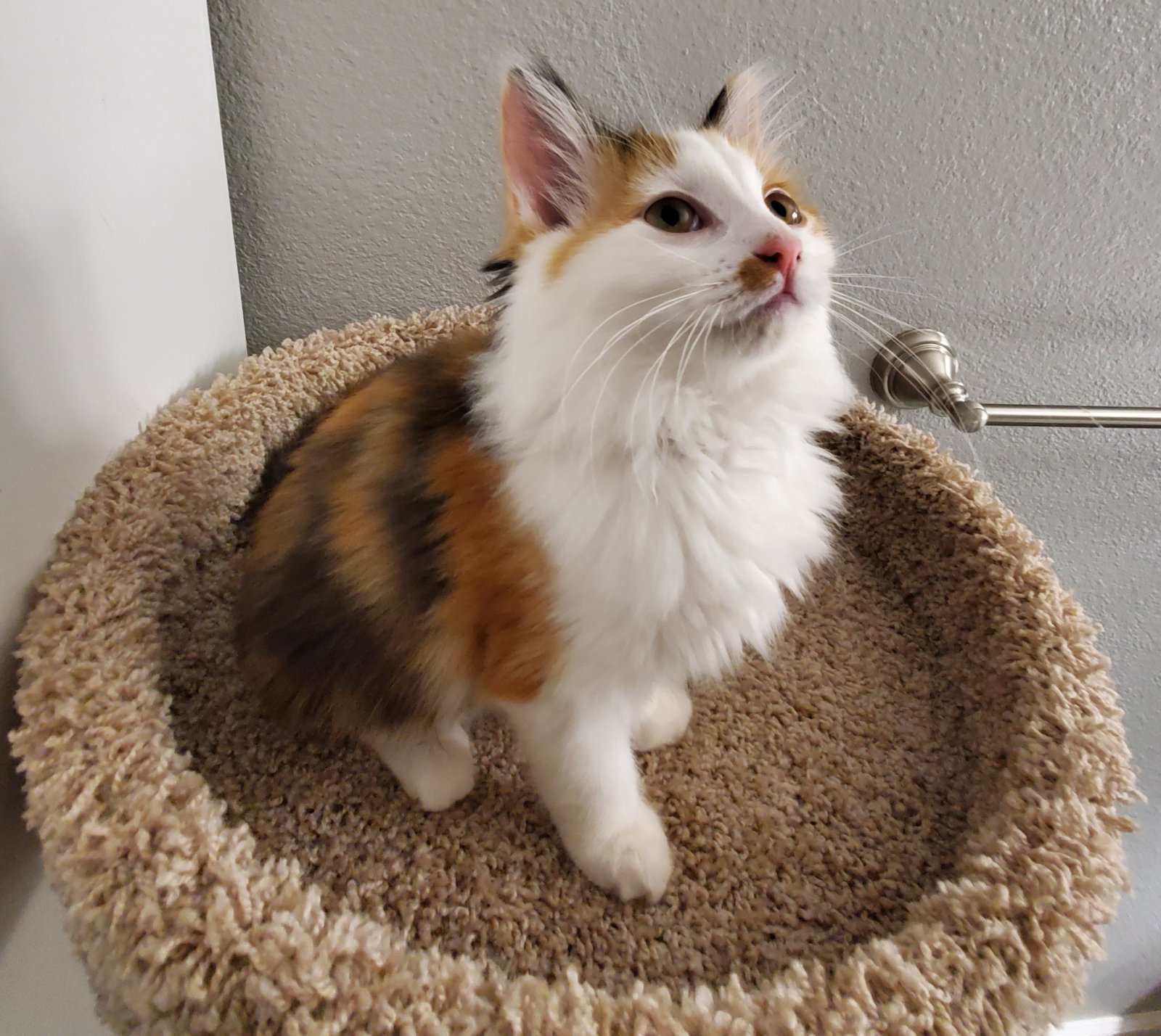 Cats for Adoption in Pinal County, Arizona | Alpha Paw