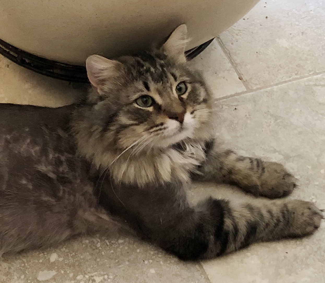 Cats for Adoption in Arizona City, Arizona | Alpha Paw