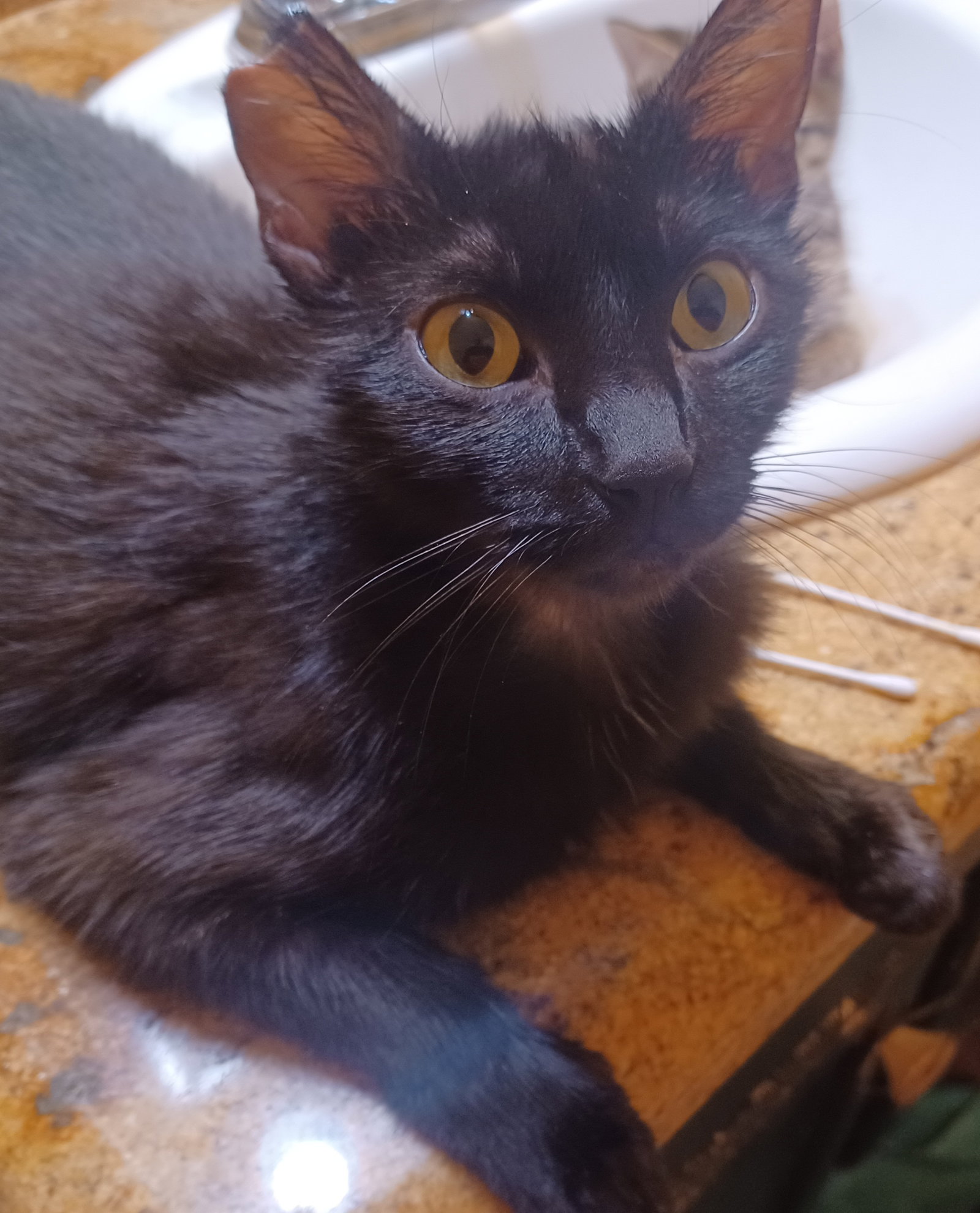 Cats for Adoption in Phoenix, Arizona | Alpha Paw