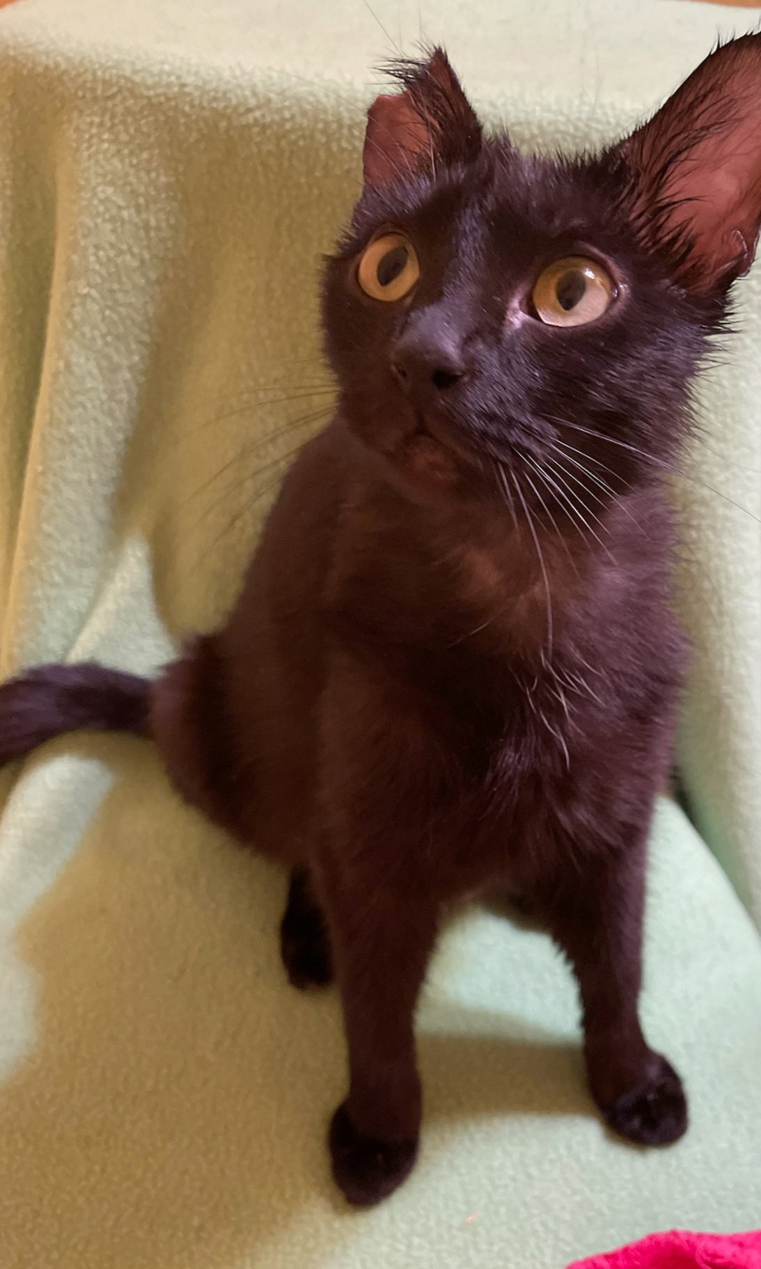 Cats for Adoption in Phoenix, Arizona | Alpha Paw